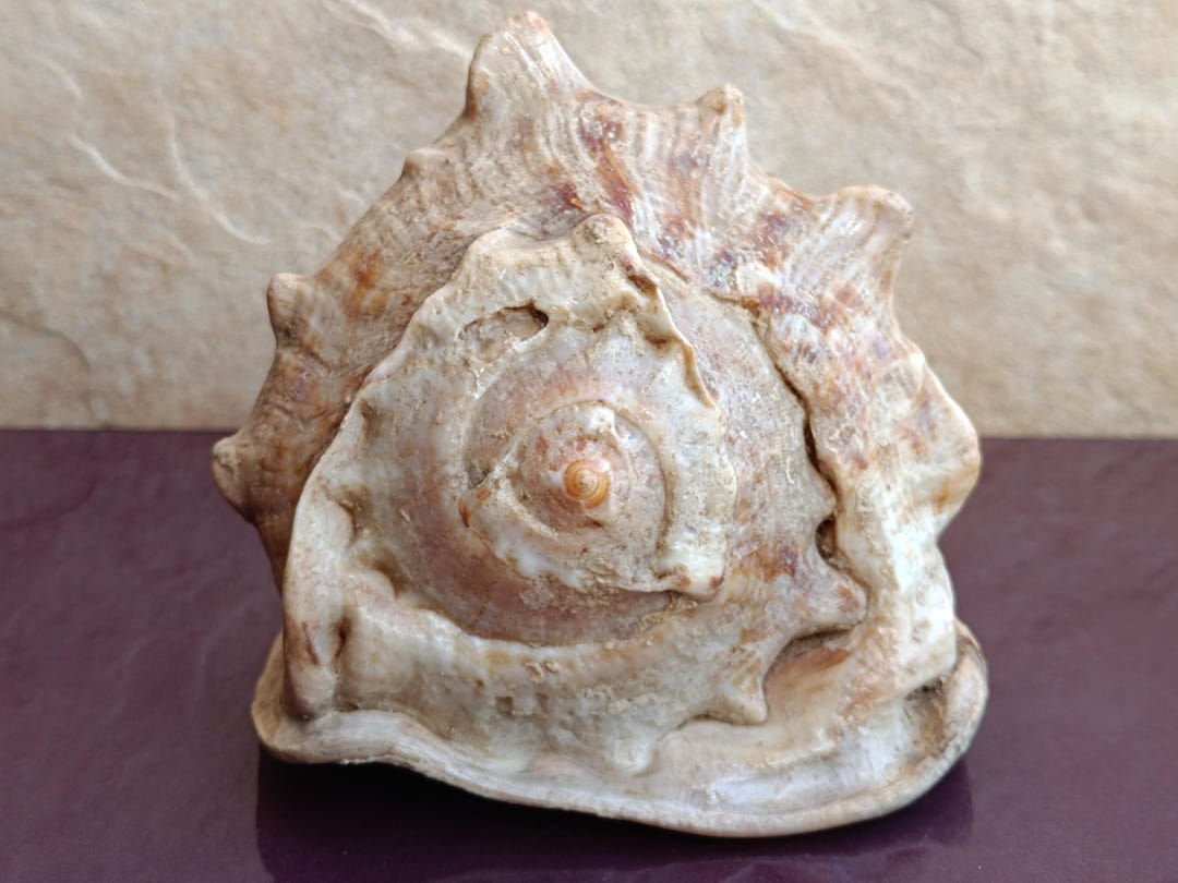 Giant Atlantic Cowrie Shell: Natural Ocean Decor (19x14x13 Cm) - Etsy