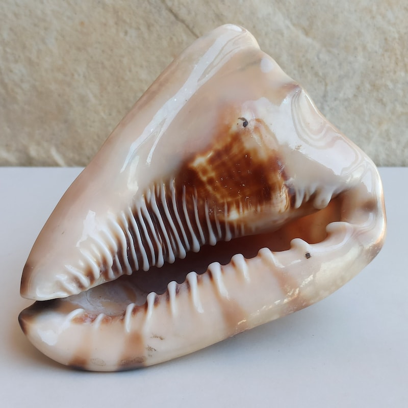 Rare Sea Shells - Etsy