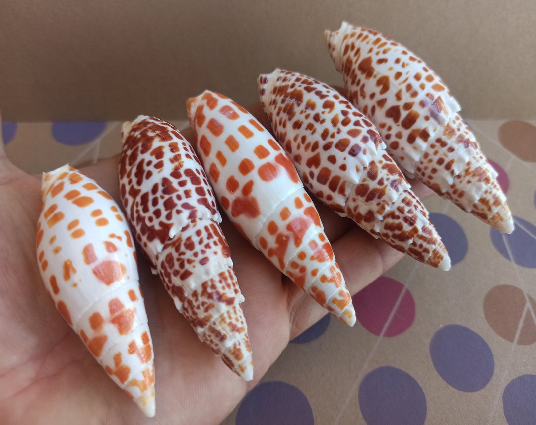 Rare Conus Sea Shell, Seashell, Large Tiger Shell, Sea Treasure ...