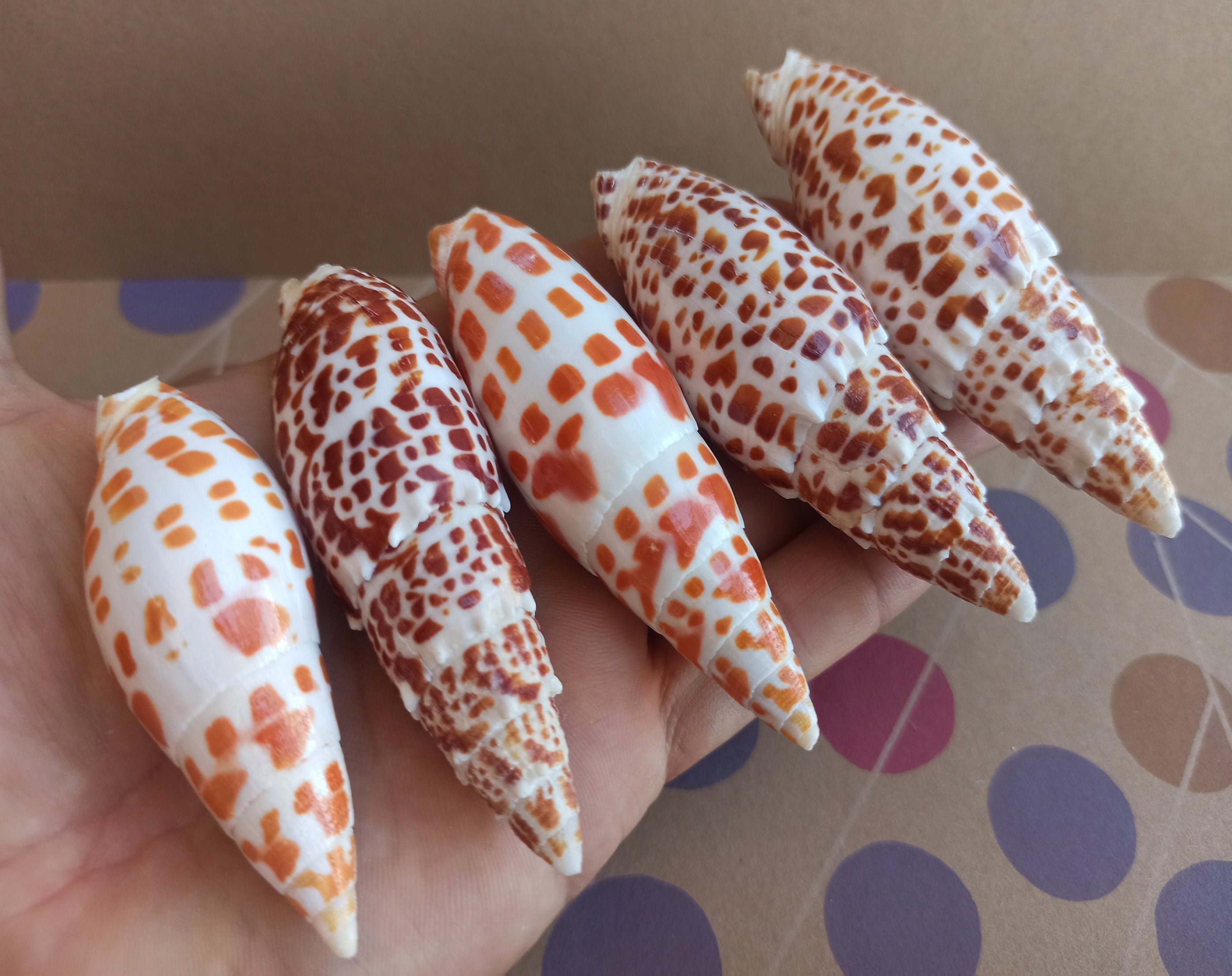 Rare Conus Sea Shell Seashell Large Tiger Shell Sea - Etsy