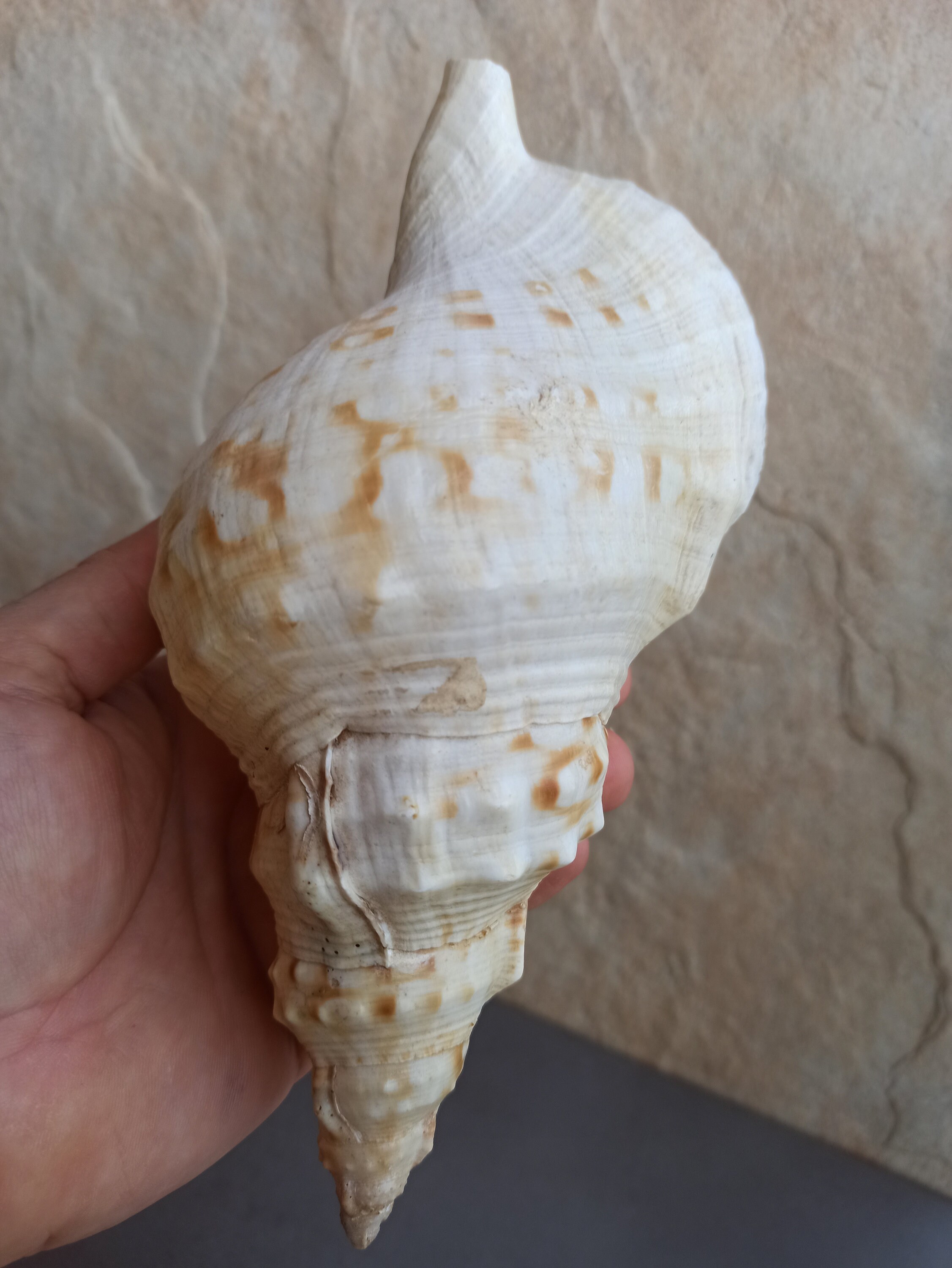 Big Seashell, Rough Sea Shell, Large Shell, Sea Treasure, Natural Ocean ...