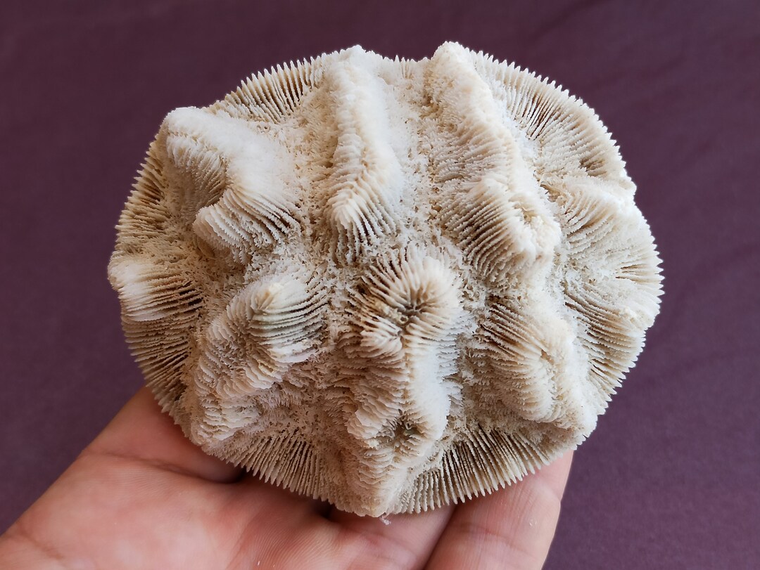 White Coral Tree, Natural Coral Tree, White Coral, Natural Coral Sea ...