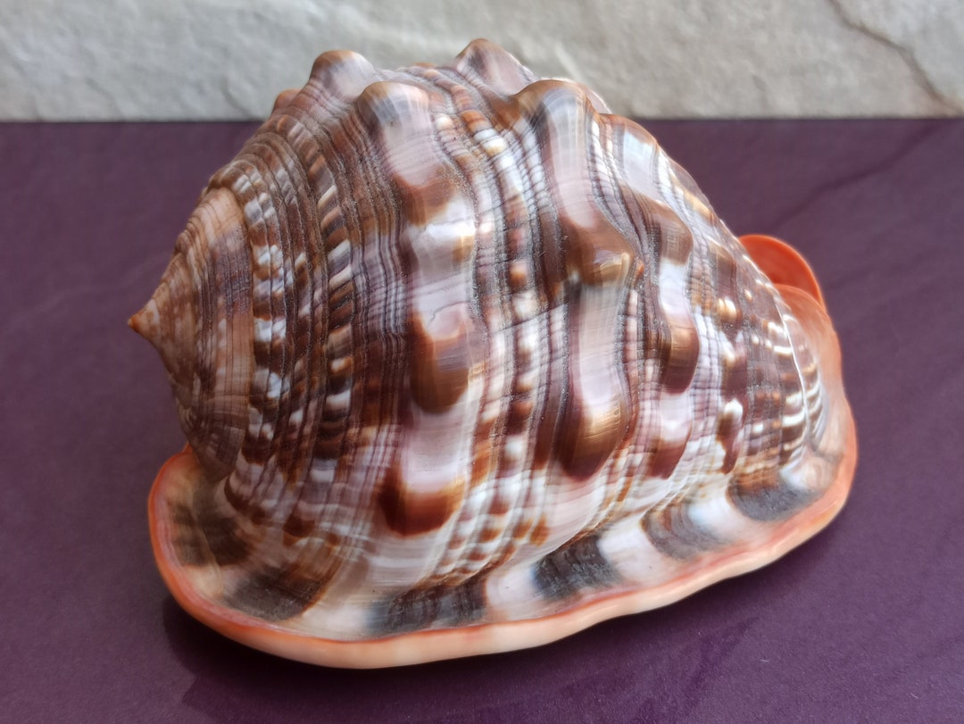 Large Beautiful Shell, Genuine Shell, Huge Ocean Shell, Sea Shell ...