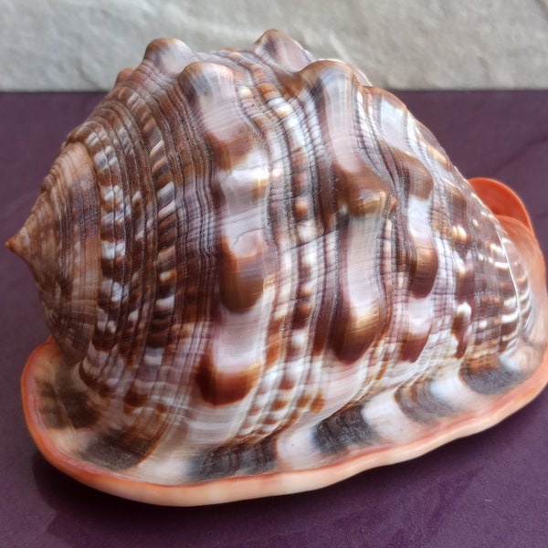 Natural Seashells - Etsy