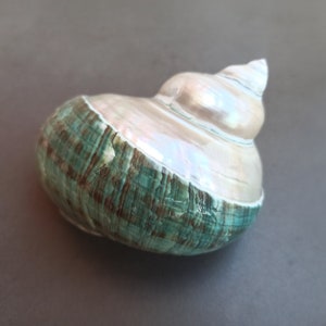 Rare Turquoise Cute, Beautiful Shell, Sea Treasure, Large Round Shell ...