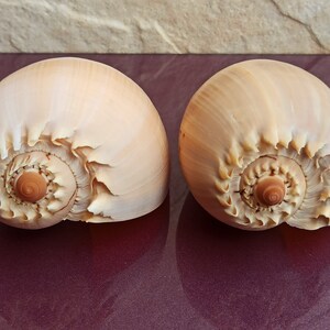 Striped Shell, Natural Ocean Shell, Tiger Seashell, Tiger's Shell ...