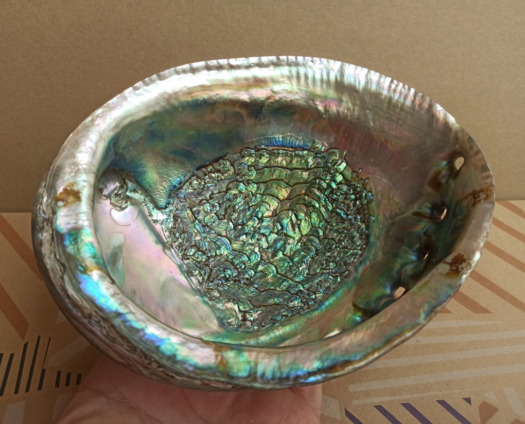 Big Mother-of-pearl Purple Sea Shell, Large Rare Shell, Mother of Pearl ...