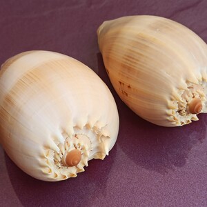 Striped Shell, Natural Ocean Shell, Tiger Seashell, Tiger's Shell ...