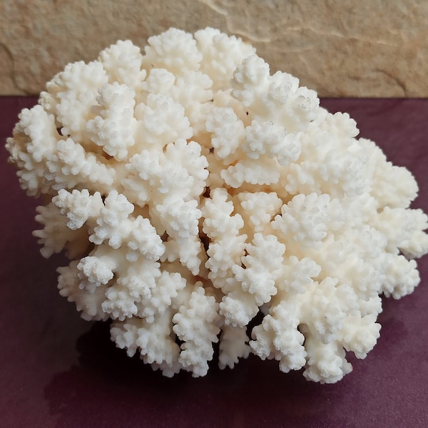 Coral Tree Stickers - Etsy