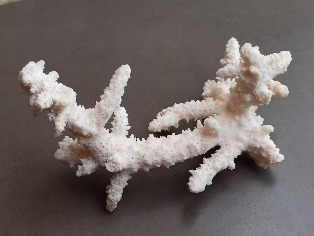 Genuine White Coral, Natural White Coral Sea, Large White Coral Tree ...