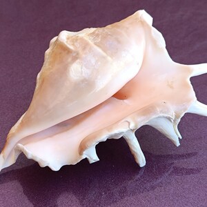 Natural Sea Shells, Beautiful Shell, Crab Shell, Huge Ocean Shell, Sea ...