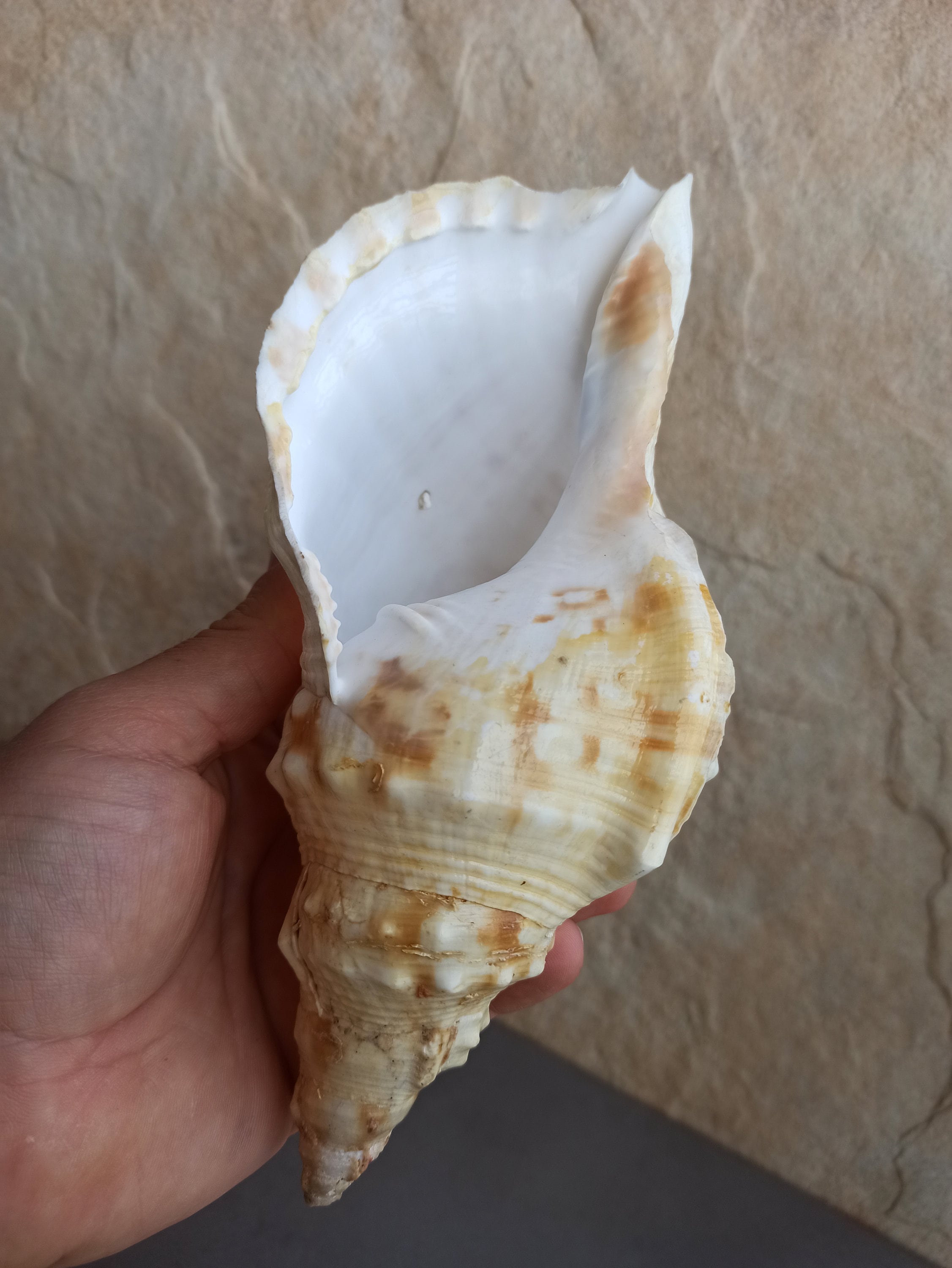 Big Seashell Rough Sea Shell Large Shell Sea Treasure | Etsy