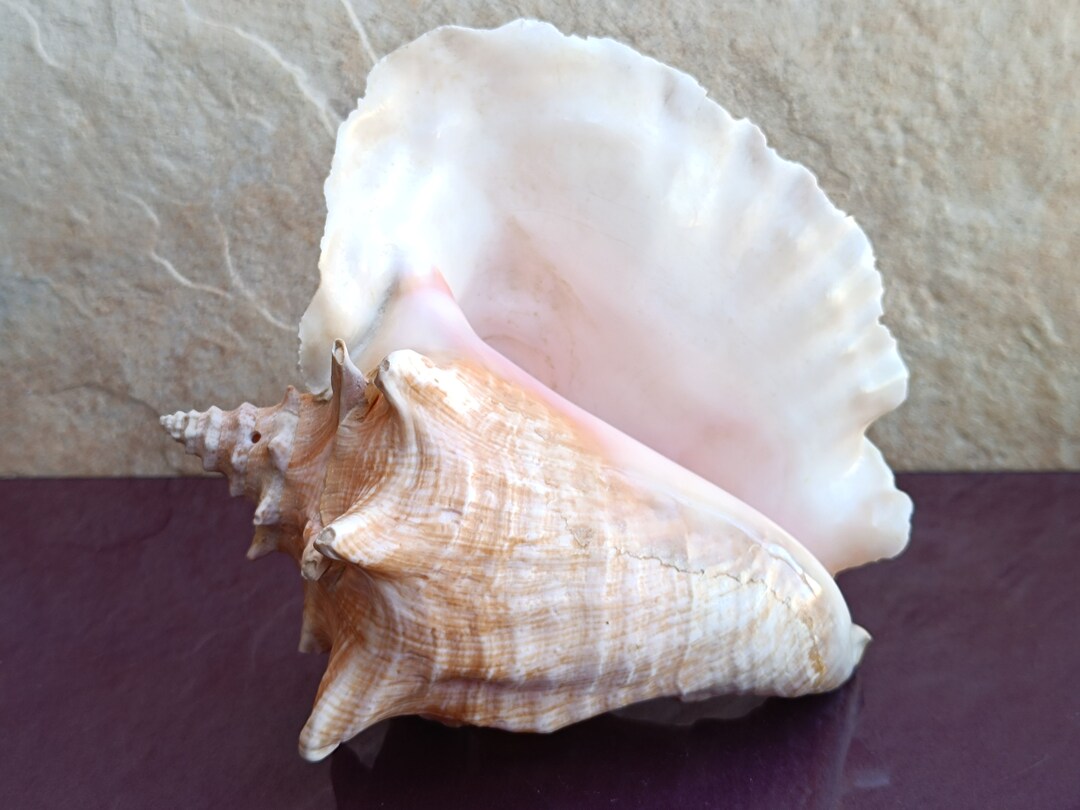 Large Natural Seashell: Hermit Crab Shell, Nautical Decor (200x180x130 ...