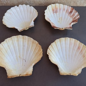 Natural Ocean Seashells, Set of 4 Seashells, Shell Decoration ...