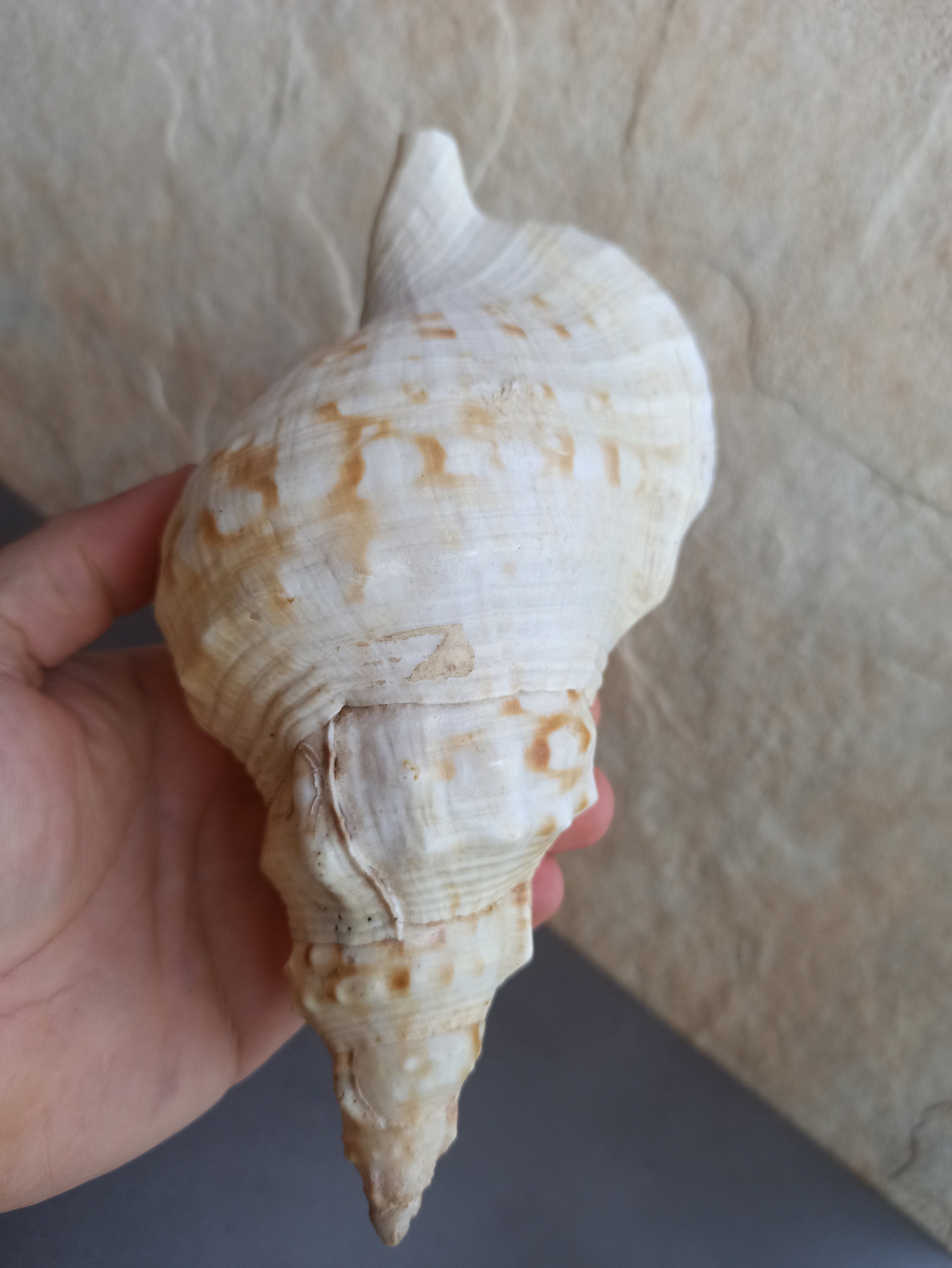 Big Seashell Rough Sea Shell Large Shell Sea Treasure | Etsy