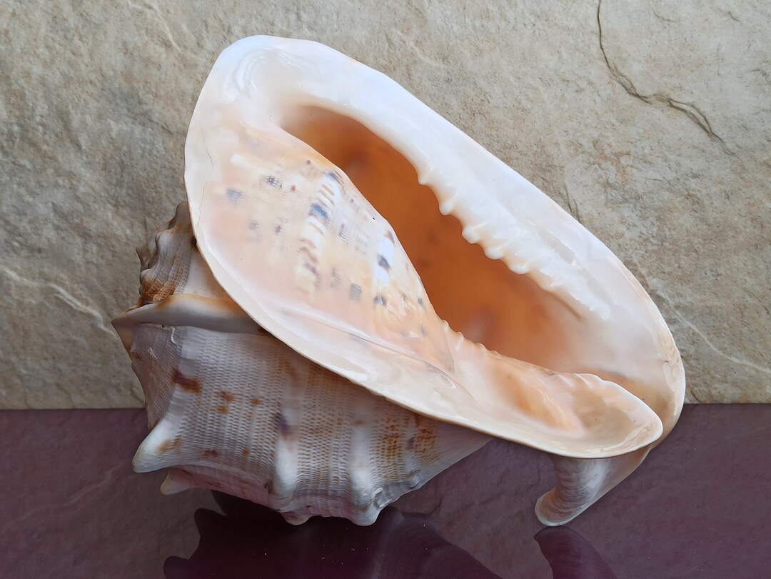 Large Cassis Cornuta Shell Rare Big Cowrie Shell Sea Shell - Etsy