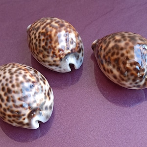Leopard Cowrie Shell, Ocean Shells, Seashell, Craft Decoration, Natural ...