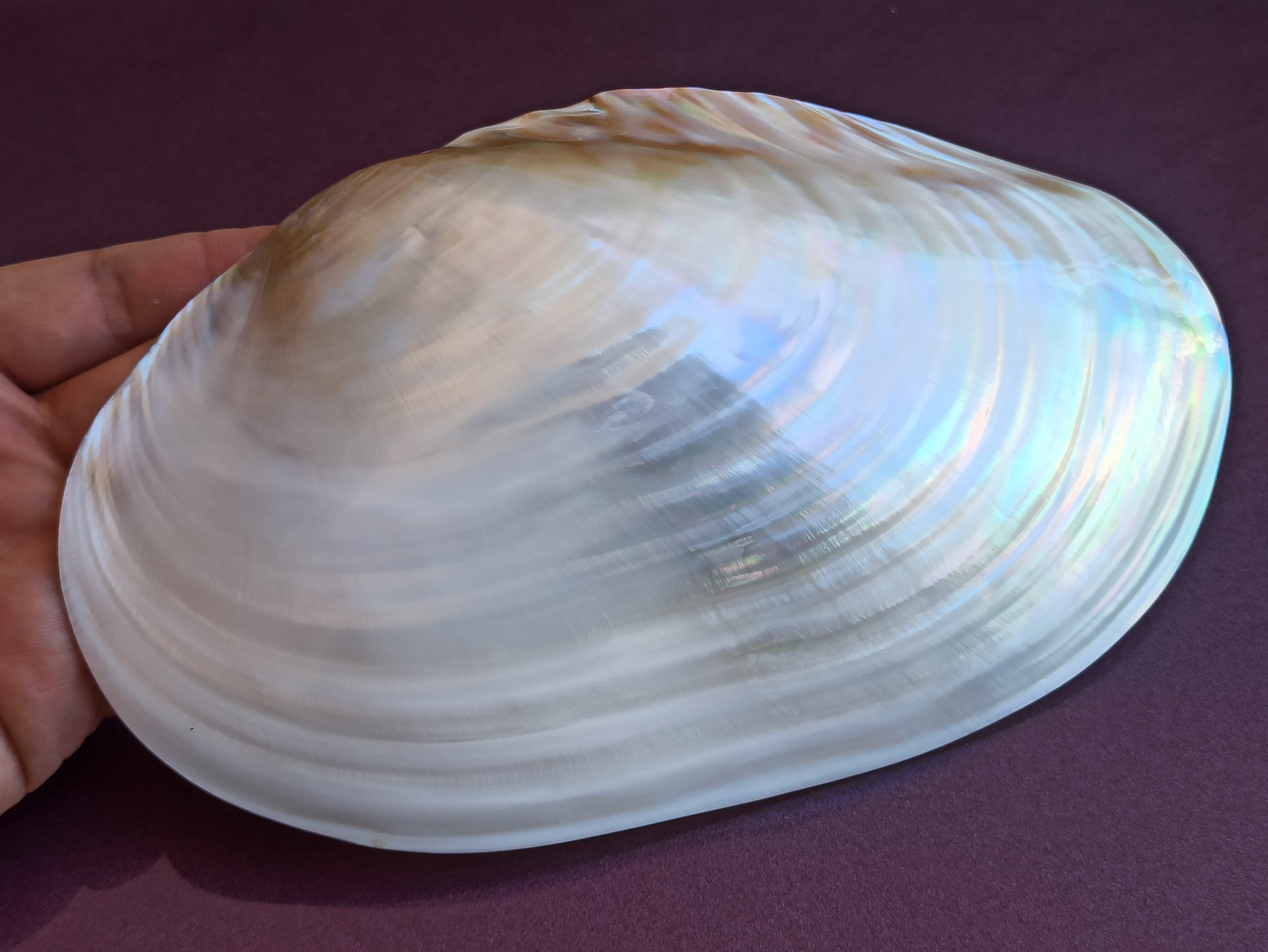 Big Mother-of-pearl Purple Sea Shell Large Rare Shell Mother - Etsy