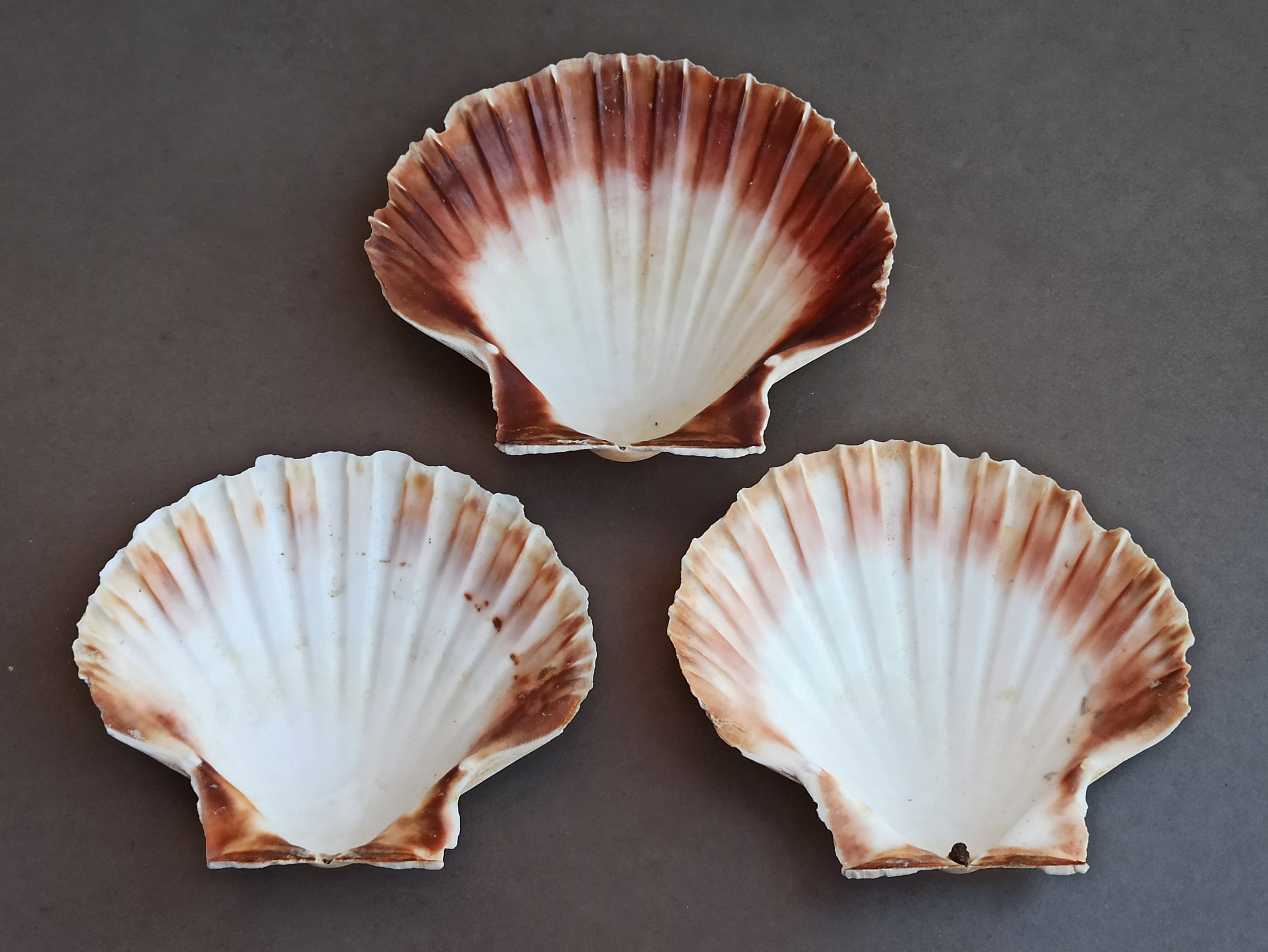 Set of 3 Seashells Seashells Set Natural Seashell Rough Sea - Etsy