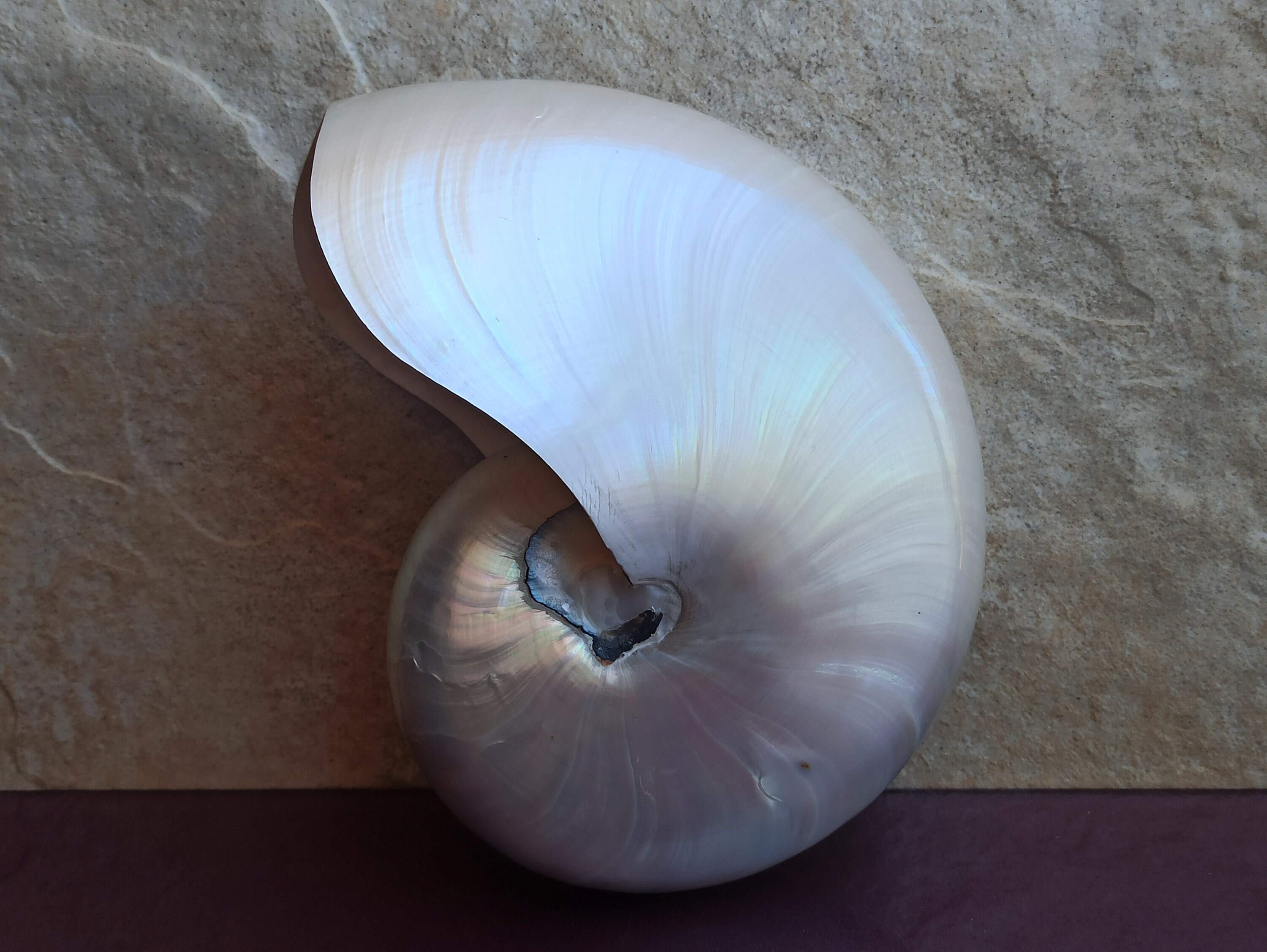 LARGE NAUTILUS Natural Seashell Nautilus Tiger Seashell - Etsy