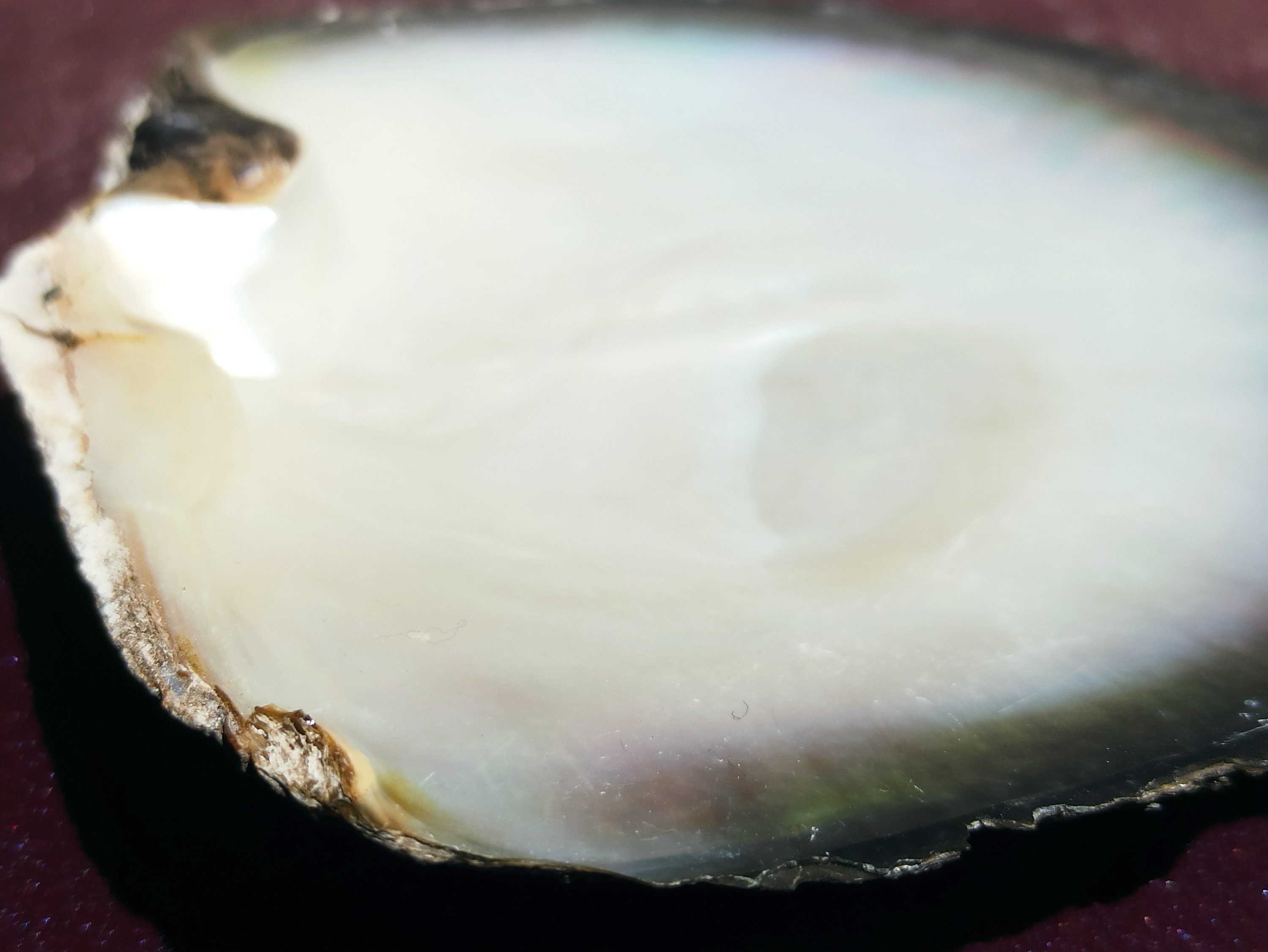 RARE Pinctada Margaritifera Pearl Shell Lipped Mother of - Etsy