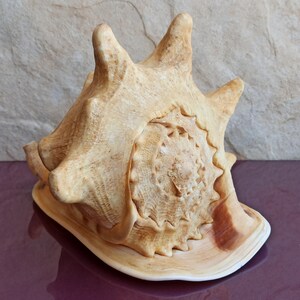 LARGE Huge Beautiful Shell, Big Crab Shell, Huge Ocean Shell, Sea Shell ...