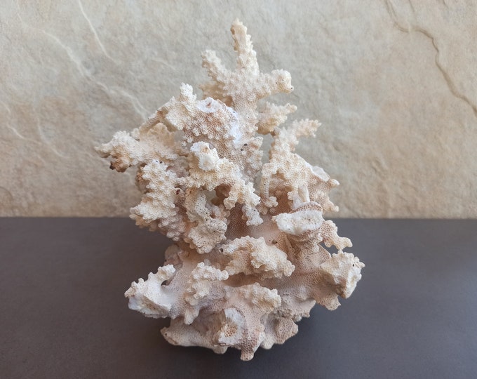 Large Coral, Natural Coral Sea, Natural Coral Tree, White Coral, Large ...