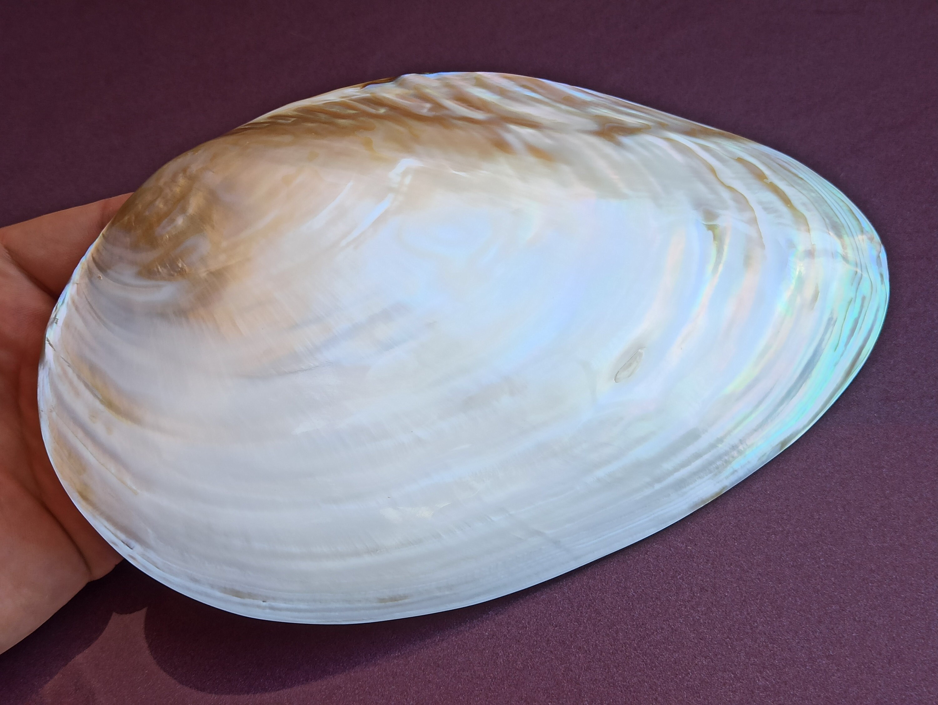 Big Mother-of-pearl Purple Sea Shell Large Rare Shell Mother - Etsy