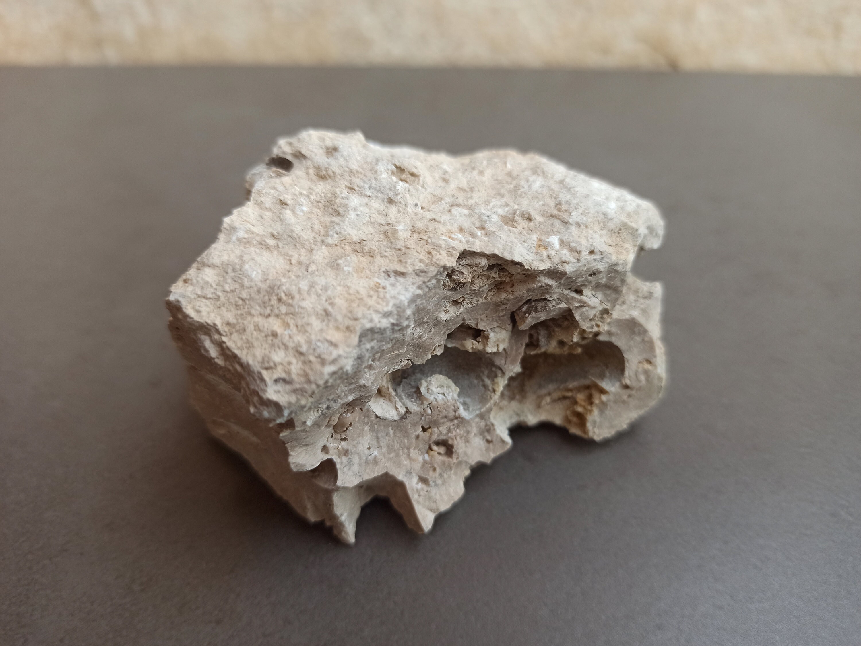 Ancient Shells in Stone Ancient Spanish FOSSIL Ancient - Etsy