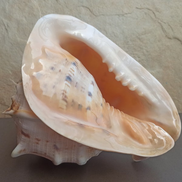 Sea Shell Decor - Etsy