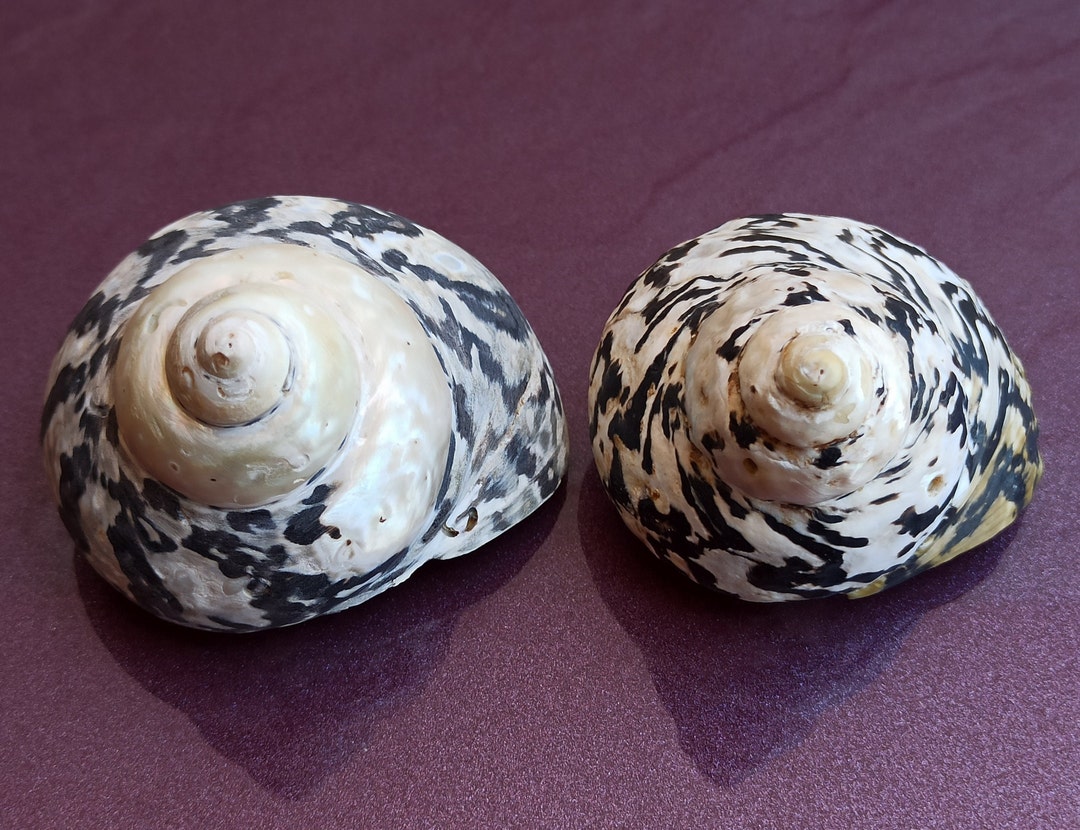 Rare Mother of Pearl Shell, Beautiful Shell, Sea Treasure, Round Shell ...