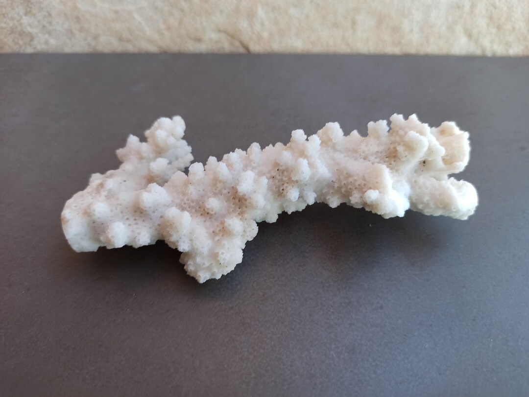 White Coral Tree, Genuine White Coral, Natural White Coral Sea ...