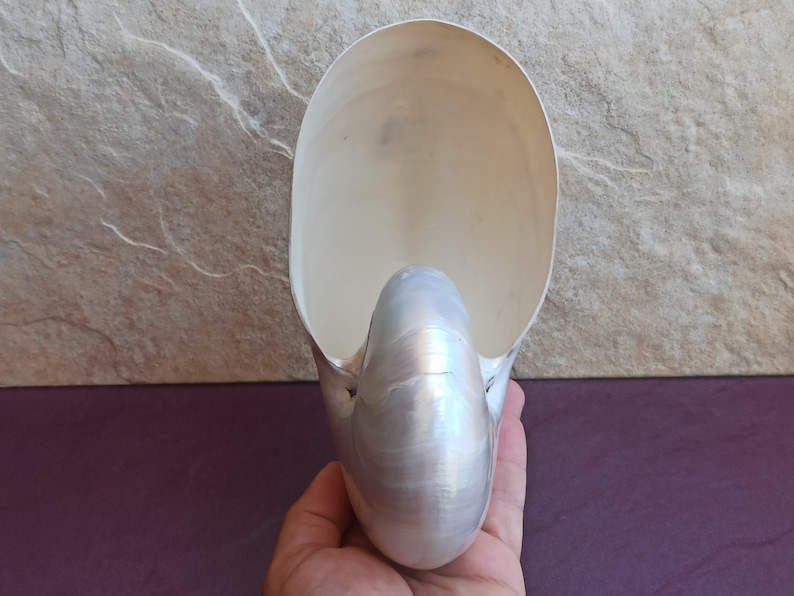 LARGE NAUTILUS Natural Seashell, Nautilus Tiger Seashell, Tiger's Shell ...