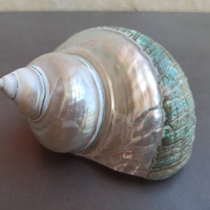 Rare Turquoise Cute, Beautiful Shell, Sea Treasure, Large Round Shell ...