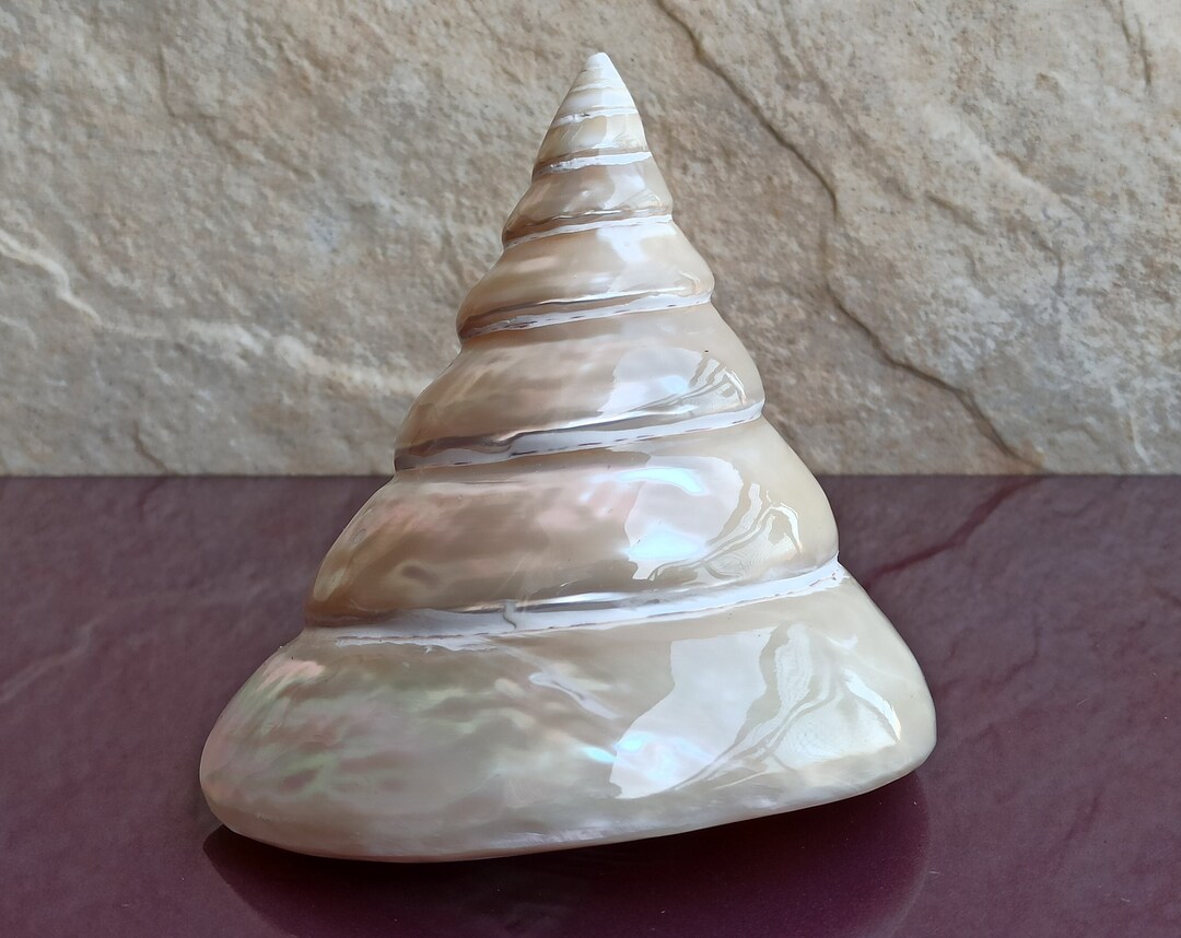 Mother of Pearl Round Shell, Rare Round Sea Shell, Big Round Shell ...