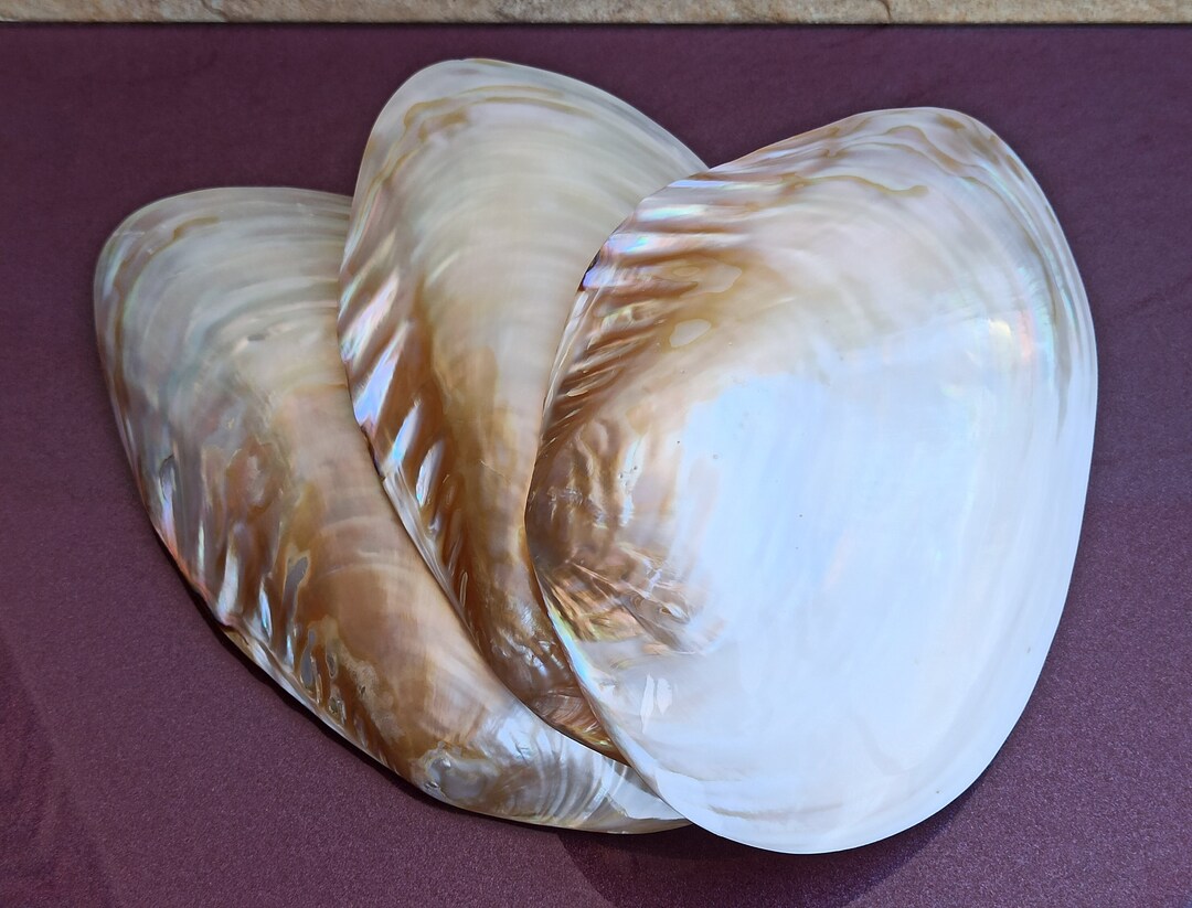 Set of 3 Mother-of-pearl Sea Shell, Large Rare Shell, Mother of Pearl ...