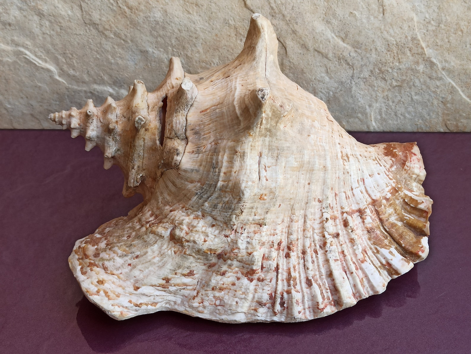 2kg Large Huge Beautiful Shell Big Crab Shell Huge Ocean - Etsy