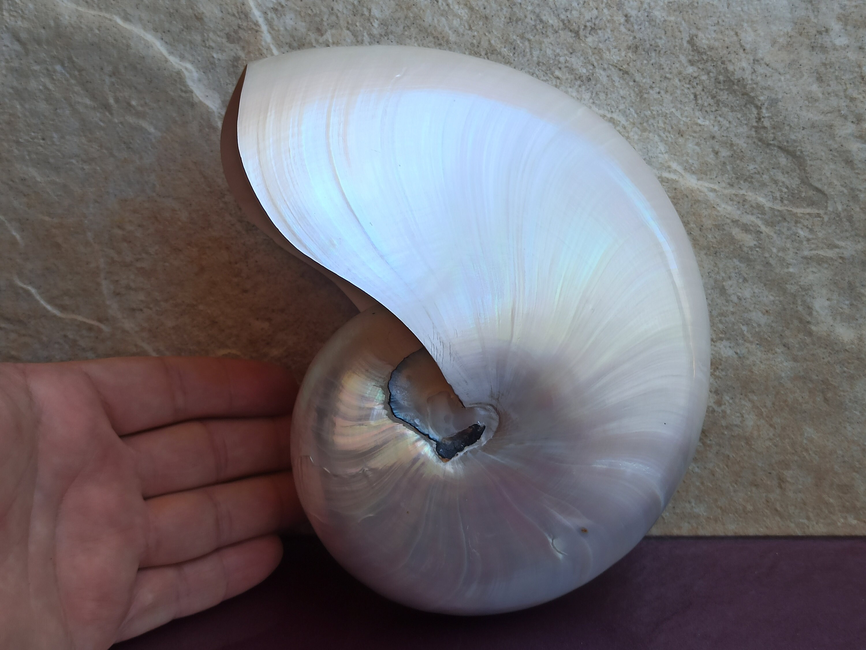 LARGE NAUTILUS Natural Seashell Nautilus Tiger Seashell - Etsy