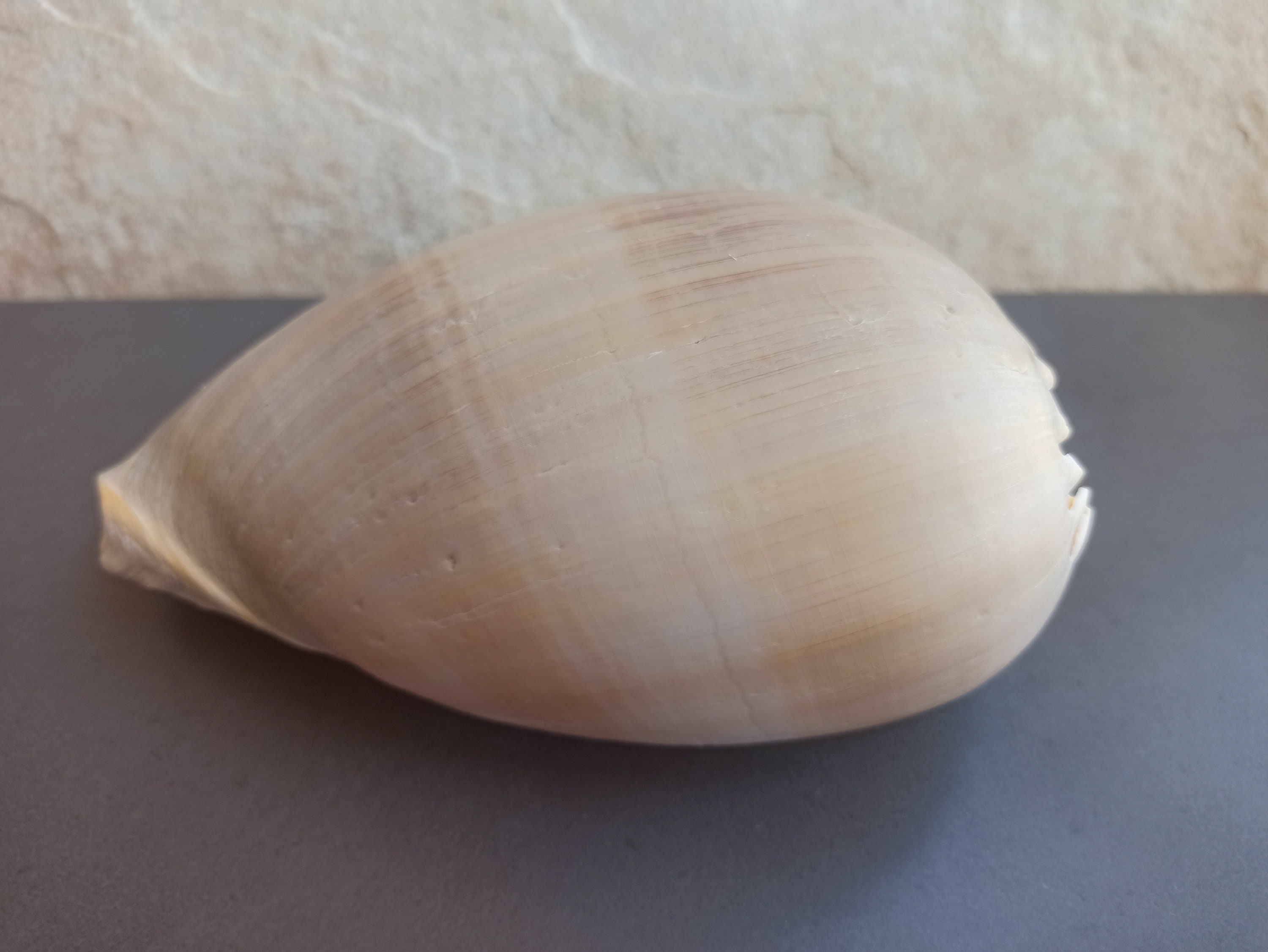 Large Natural Ocean Shell Melo Broderipii Huge Striped - Etsy