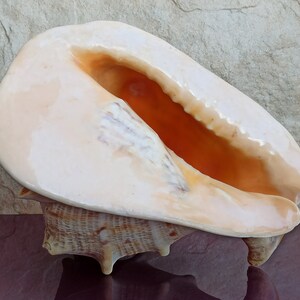 2088g LARGE Cassis Cornuta Huge Beautiful Shell, Big Crab Shell, Huge ...