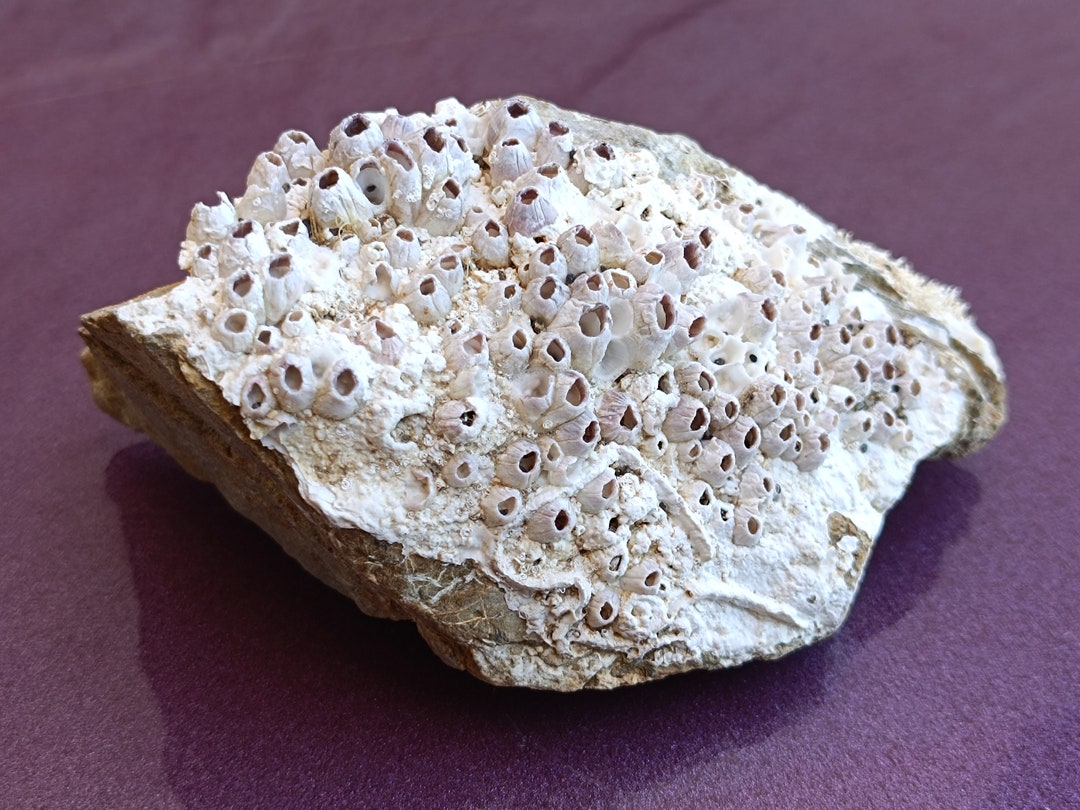 Natural Purple Acorn Barnacle Cluster, Acorn Barnacle, Barnacle Carrier ...