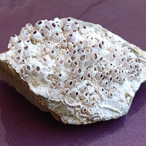 Natural Purple Acorn Barnacle Cluster, Acorn Barnacle, Barnacle Carrier ...
