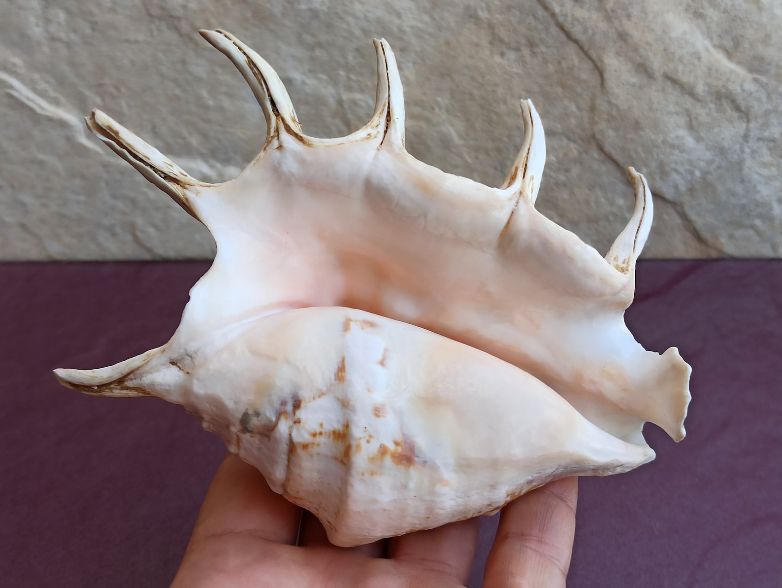 Large Huge Beautiful Shell, Big Shell, Huge Ocean Shell, Sea Shell ...