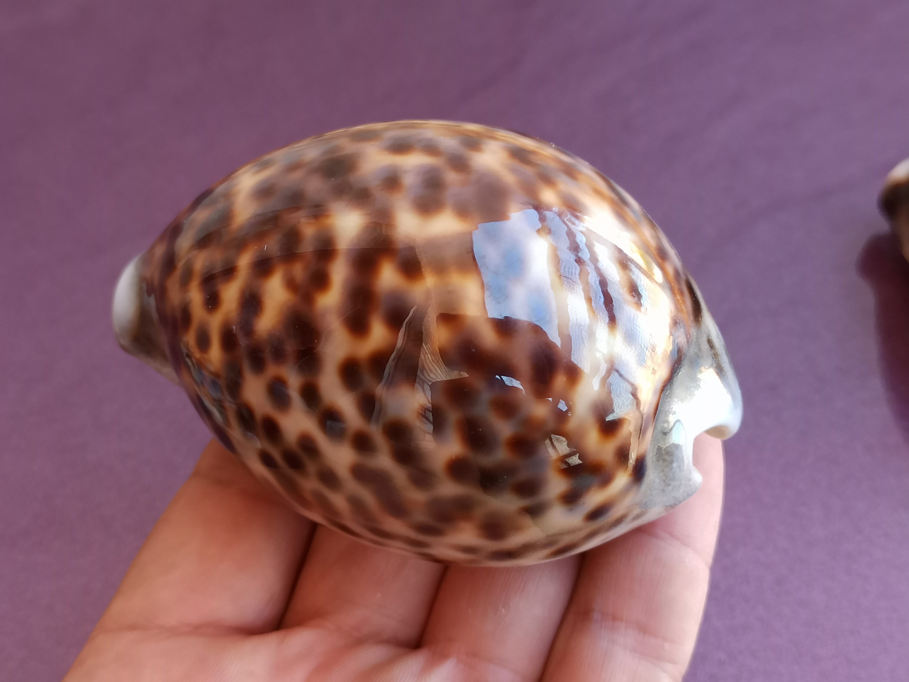 Leopard Cowrie Shell Ocean Shells Seashell Craft - Etsy