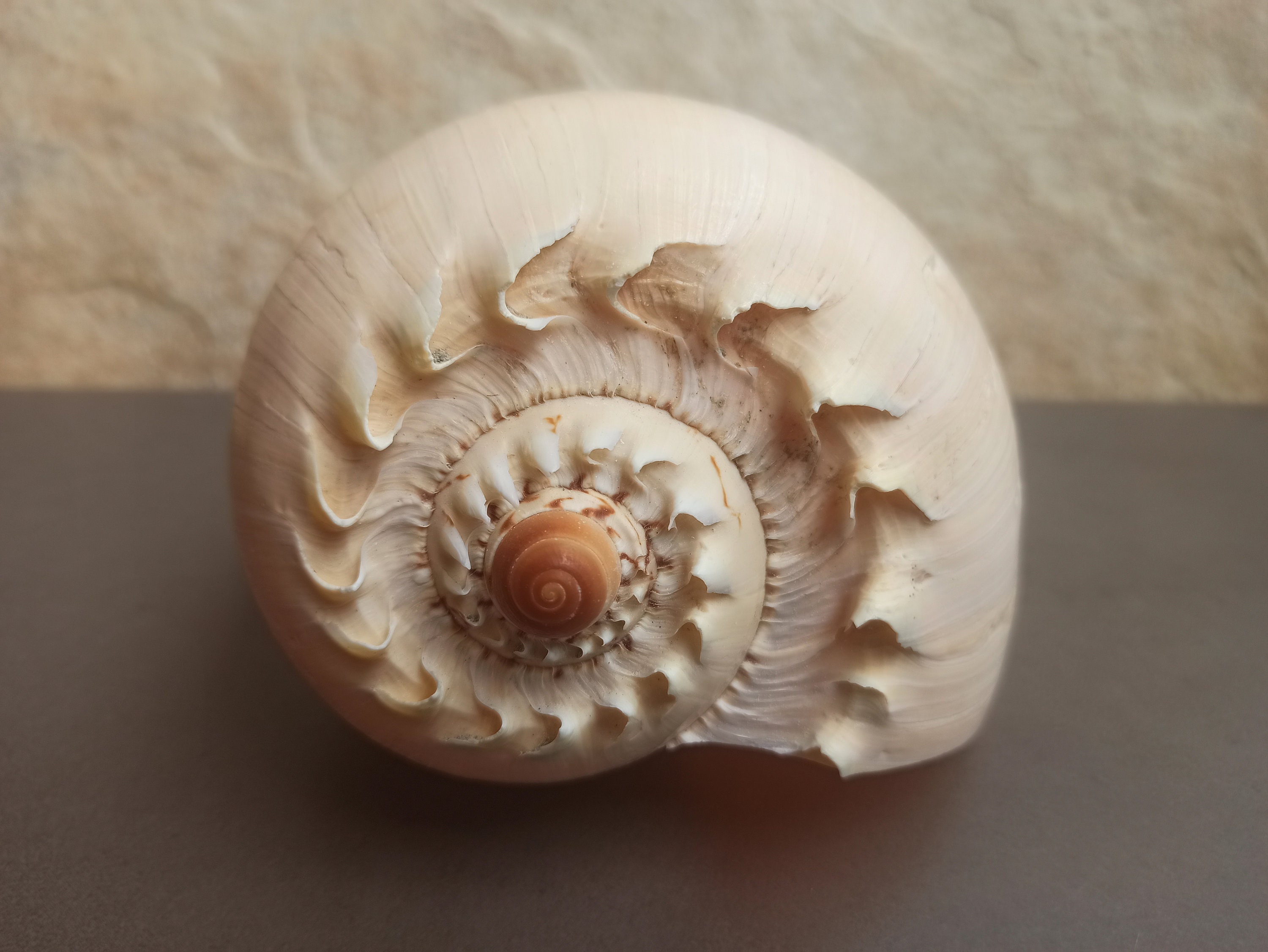 Huge Striped Shell, Big Natural Ocean Shell, Large Tiger Seashell ...