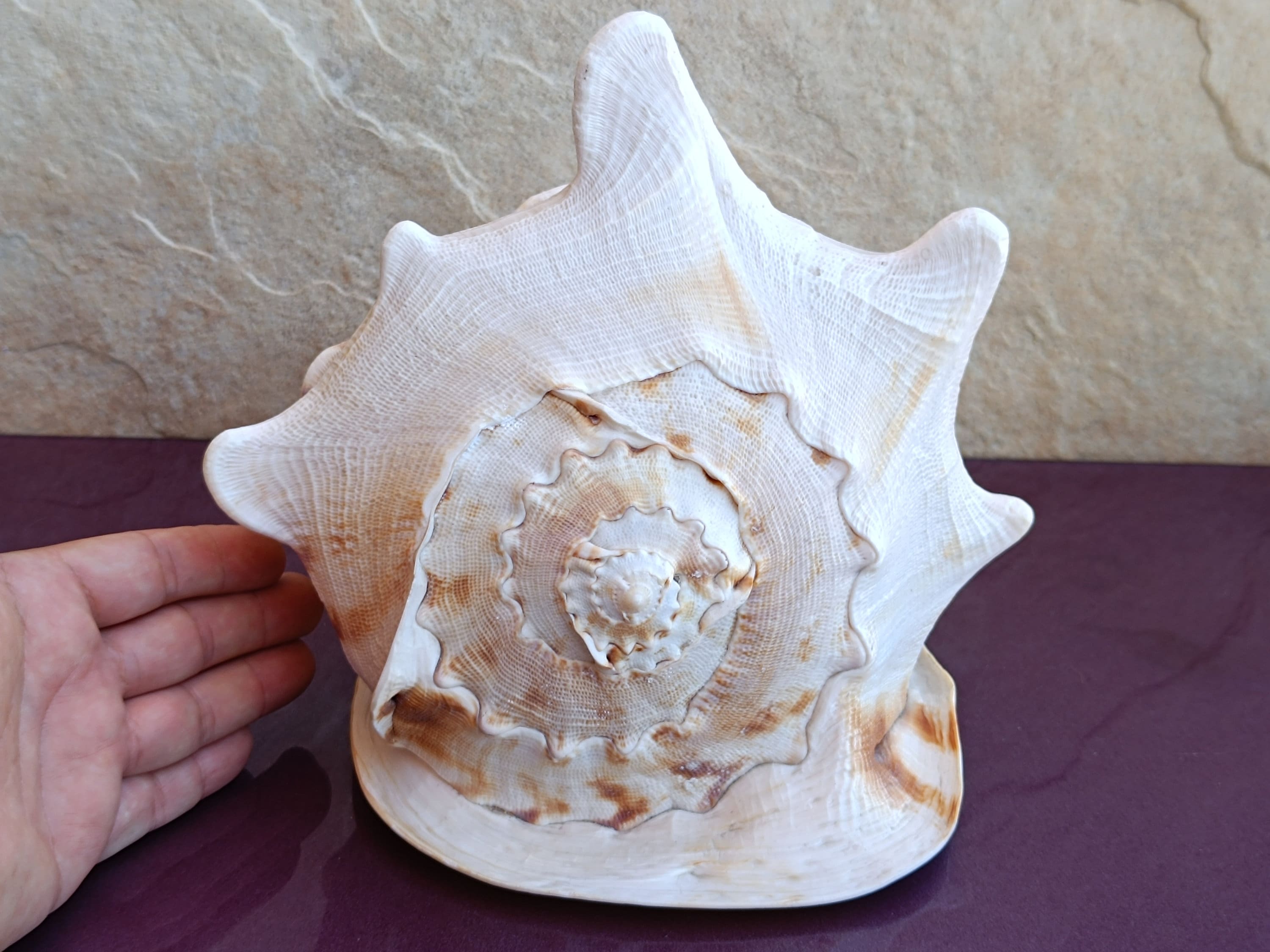 LARGE Cassis Cornuta LARGE Beautiful Shell, Big Crab Shell, Huge Ocean ...