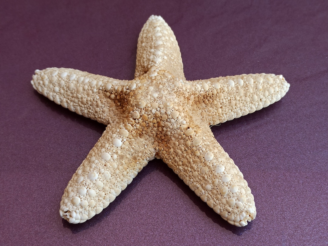 Starfish, Huge Starfish, Big Starfish, Sea Starfish, Ocean Starfish ...