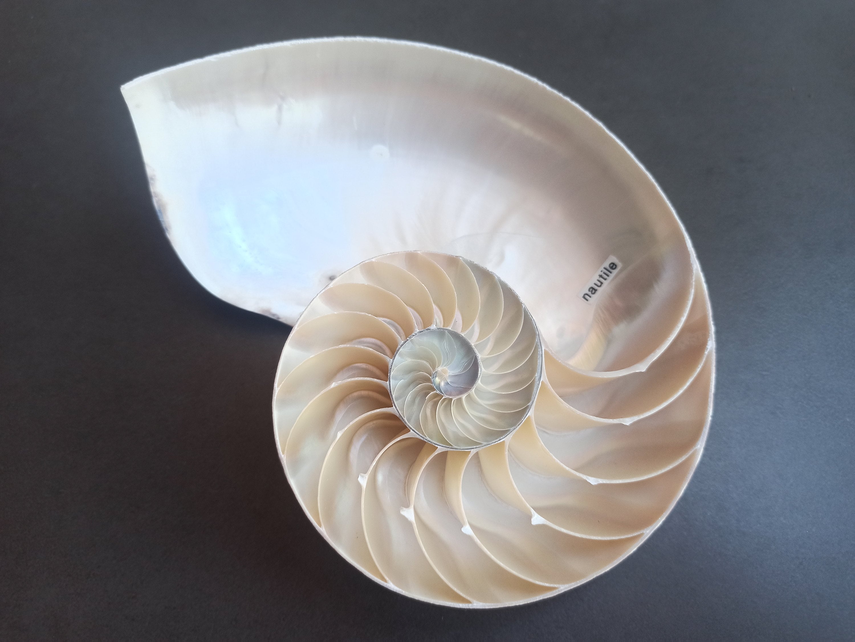 Nautilus Natural Half Cut Seashell, Nautilus Natural Seashell, Tiger's ...