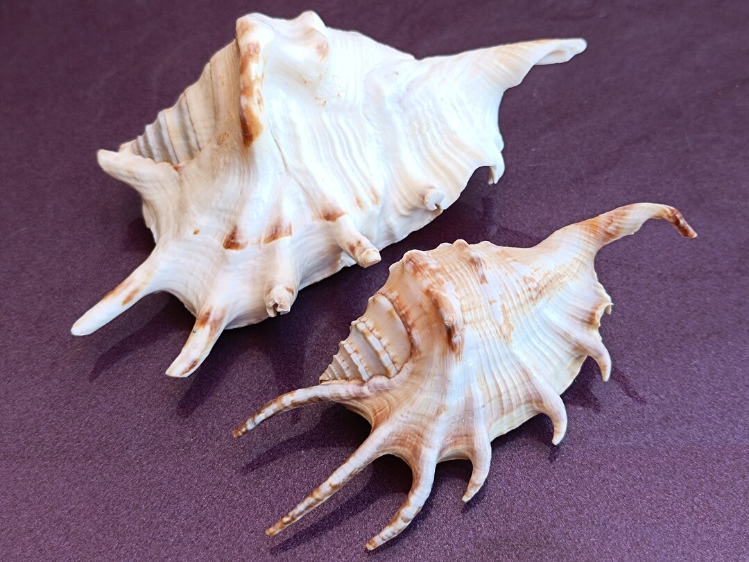 Natural Sea Shells, Beautiful Shell, Crab Shell, Huge Ocean Shell, Sea ...