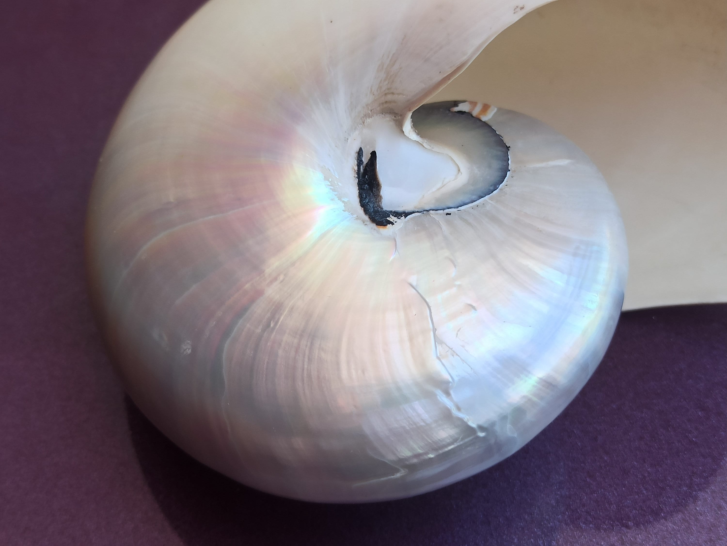 LARGE NAUTILUS Natural Seashell Nautilus Tiger Seashell - Etsy